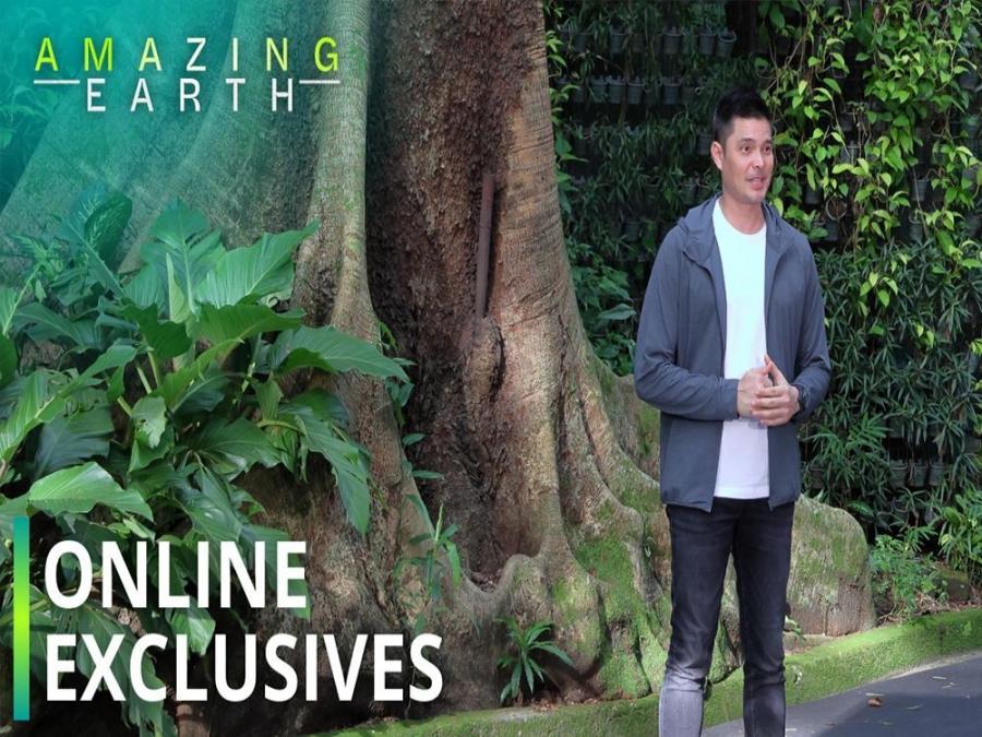 Amazing Earth: Alamin ang pinakamatandang puno sa La Mesa Ecopark! (Online Exclusives) | GMA ...