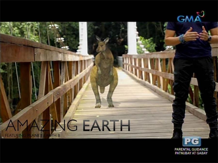 Amazing Earth: Amazing facts about the Kangaroo | GMA Entertainment