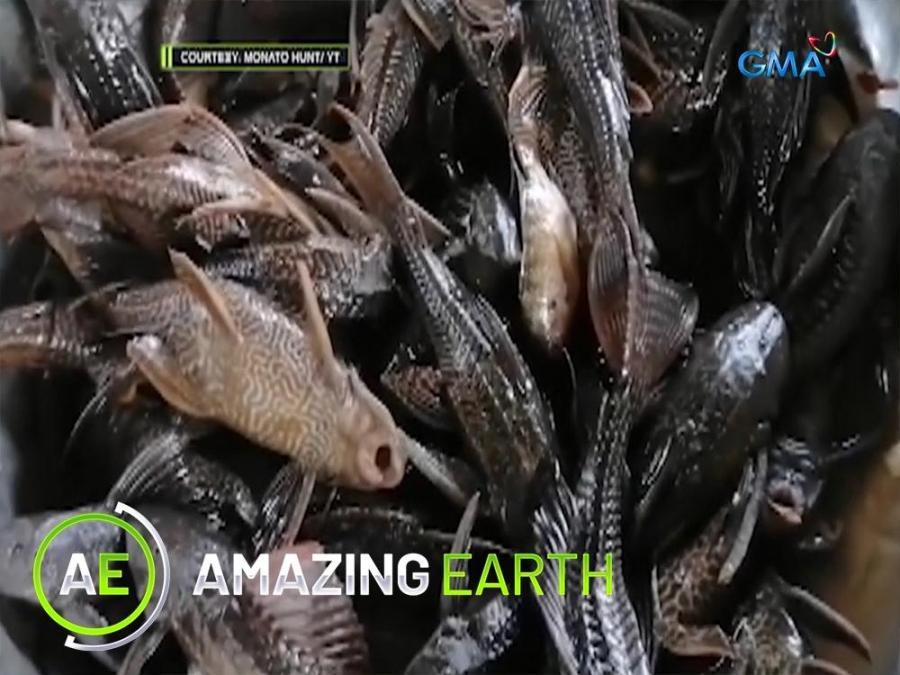 Amazing Earth: Catching and eating janitor fish | GMA Entertainment