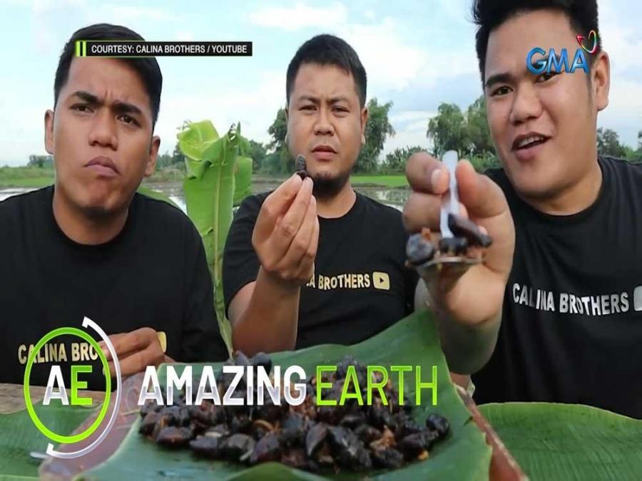 Amazing Earth: The Mukbang brothers attempt to eat insects and worms ...