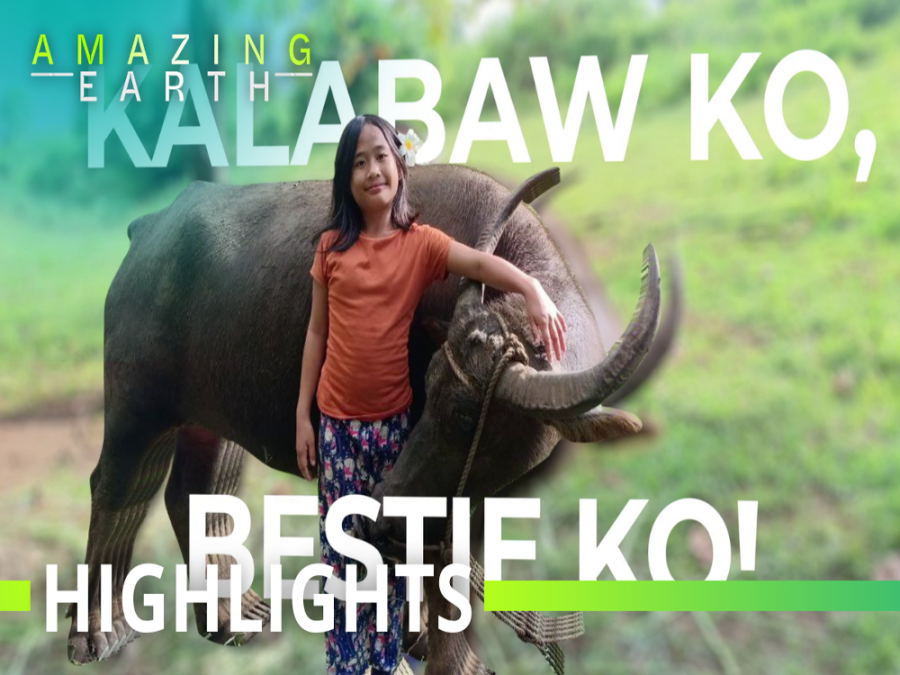 Amazing Earth: Jewel Daung, ang batang babaeng may kalabaw na bestie ...
