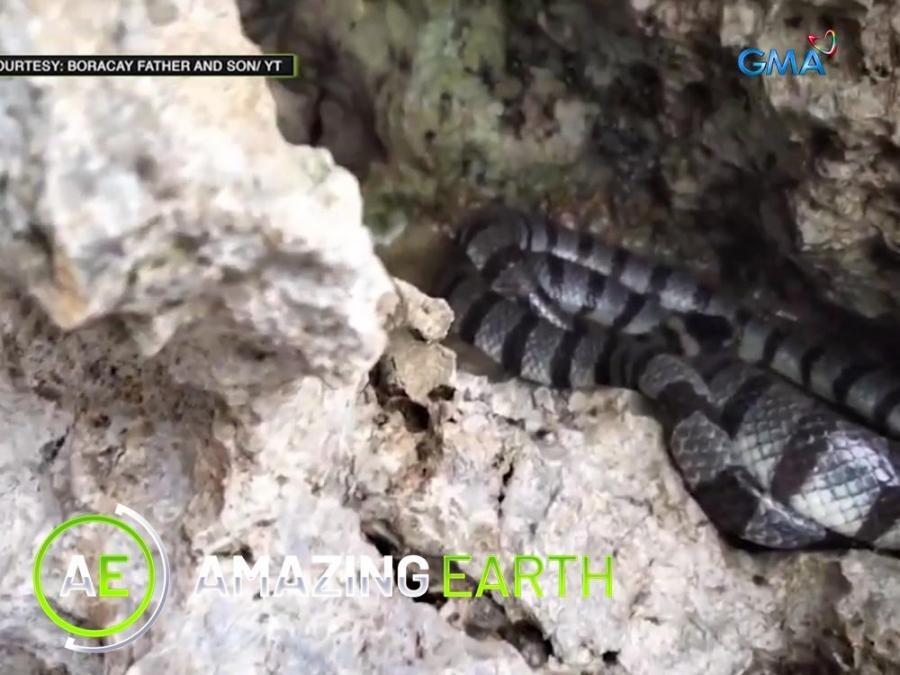 Amazing Earth: One of the world's most dangerous snakes lives on a ...