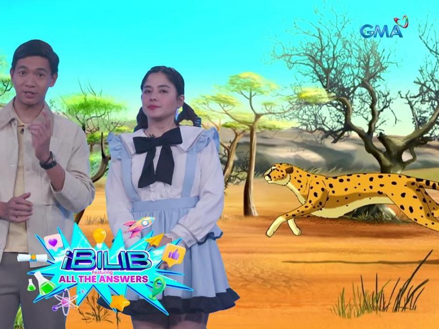 iBilib: Meet the fastest land animal in the world! | GMA Entertainment