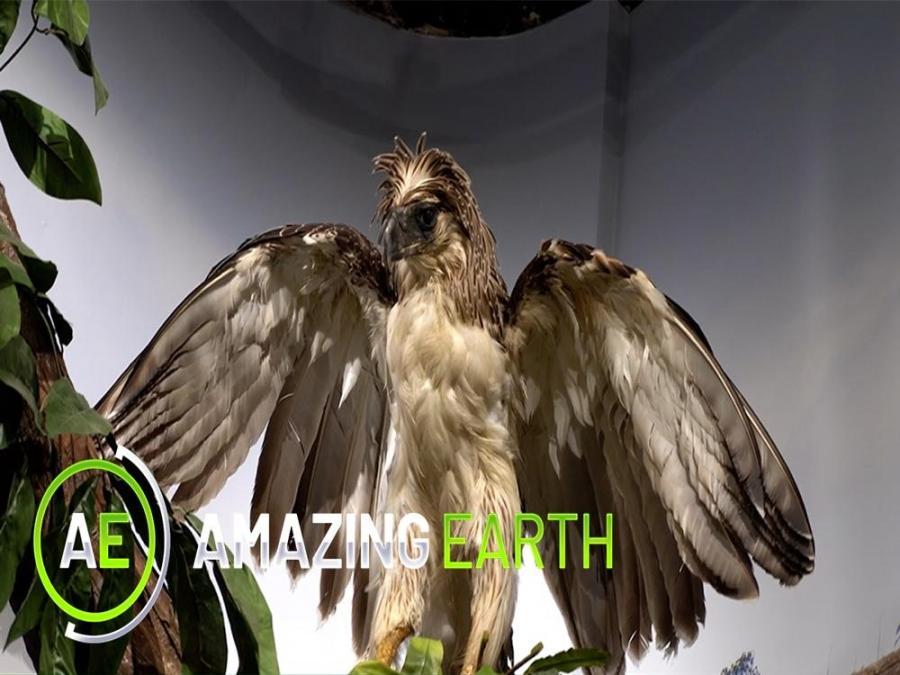 Amazing Earth: Inside the 'National Museum of Natural History!' (Online ...