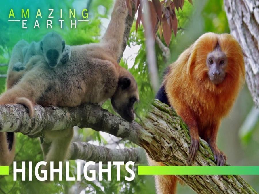 Amazing Earth: The WILD monkeys of Rio de Janiero in Brazil! | GMA ...