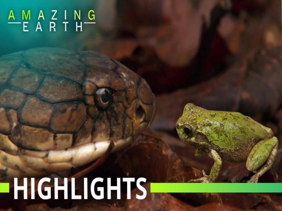 Amazing Earth: Fangs and frogs in the wild for love! | GMA Entertainment