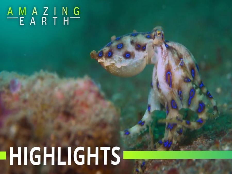 Amazing Earth: This octopus sacrifices her life to save her babies ...