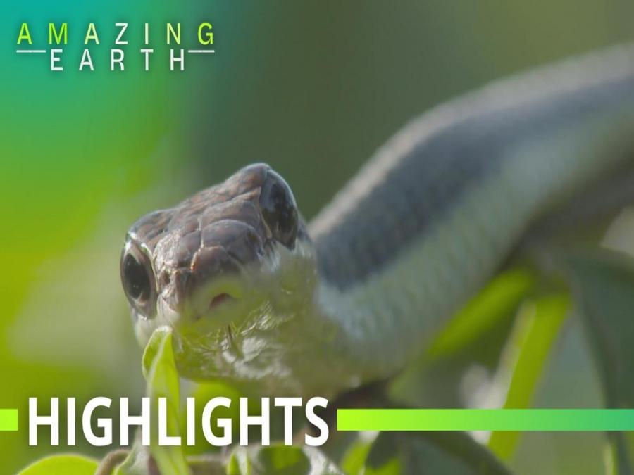 Amazing Earth: The deadly serpent of the skies! | GMA Entertainment