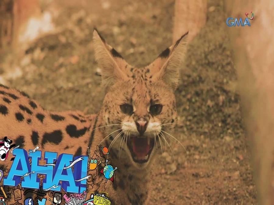 Mga 'serval cat,' ating kilalanin! | AHA! | GMA Entertainment