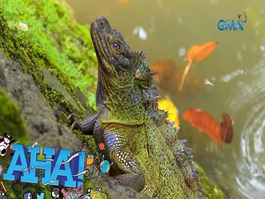 Philippine sailfin dragon, ating kilalanin! | AHA! | GMA Entertainment