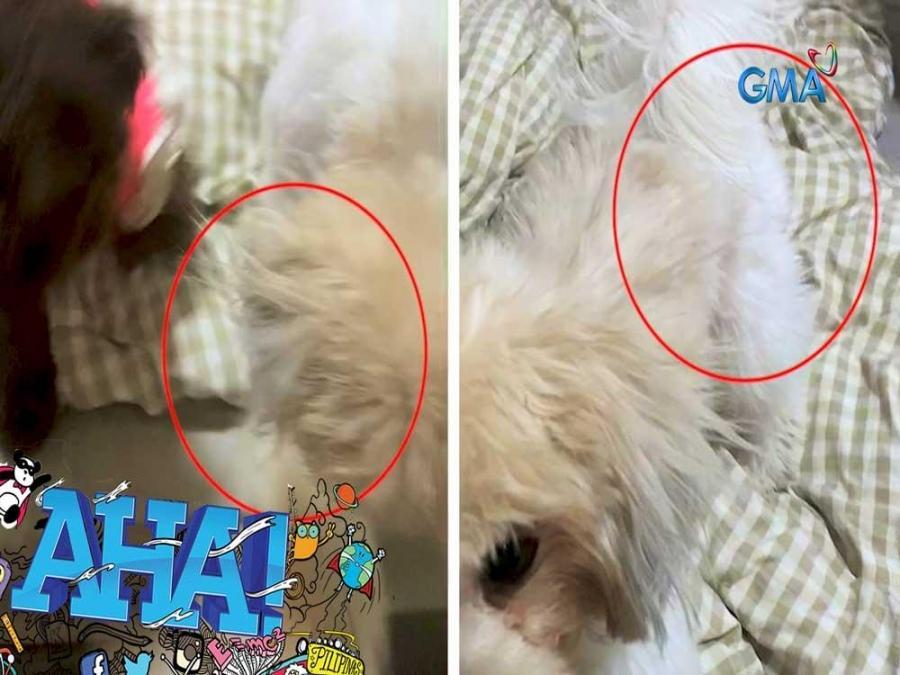 Aso, may nakitang nakakakilabot kaya tumatayo ang balahibo?! | AHA ...