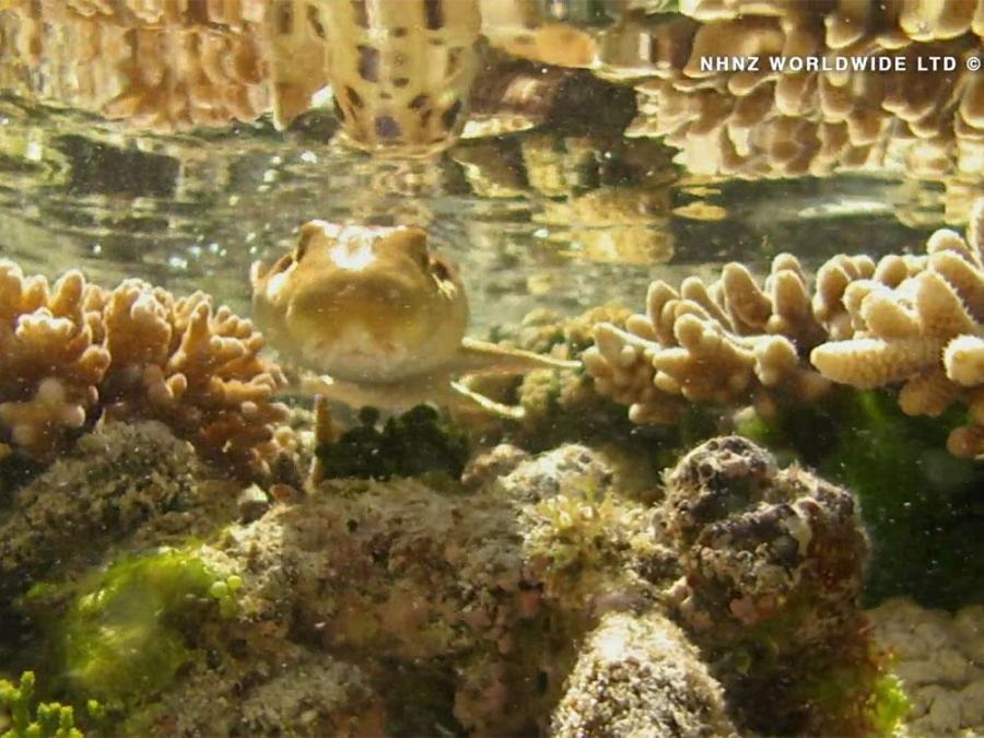 Amazing Earth: Astig na pating at dambuhalang dikya | GMA Entertainment