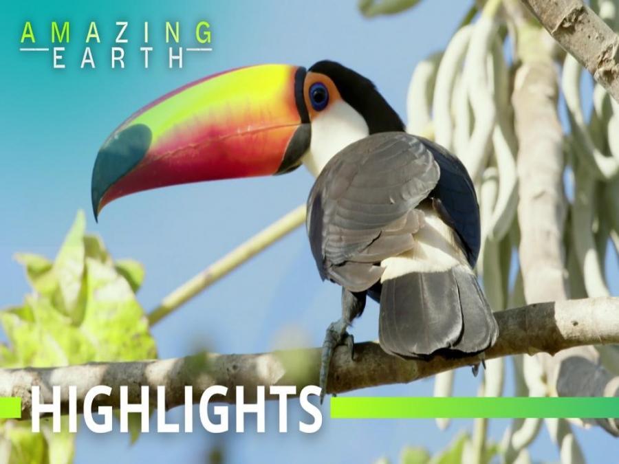 Amazing Earth: Toco Toucan, the bird with the world's largest beak ...