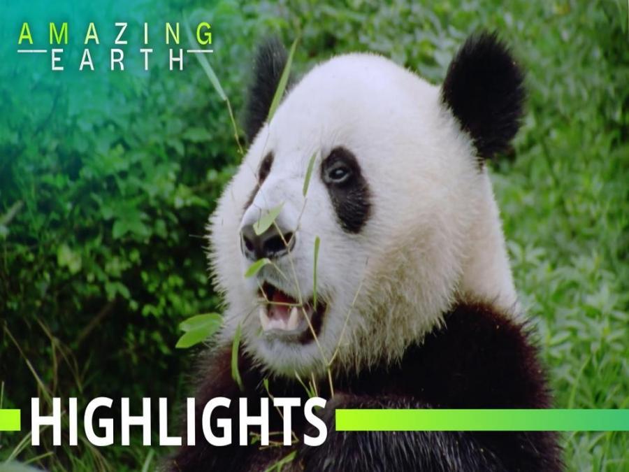 Amazing Earth: The mating dilemma of a cute panda! | GMA Entertainment