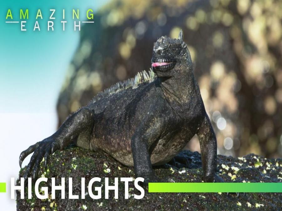 Amazing Earth: The lizard Charles Darwin underestimated! | GMA ...