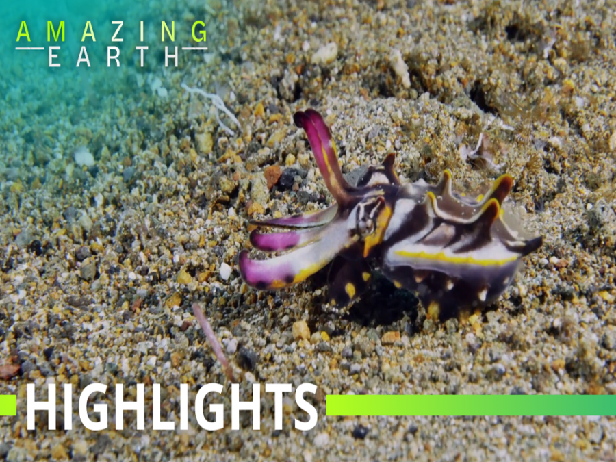 Amazing Earth: Cuttlefish's flamboyant colors and flirty moves! | GMA ...