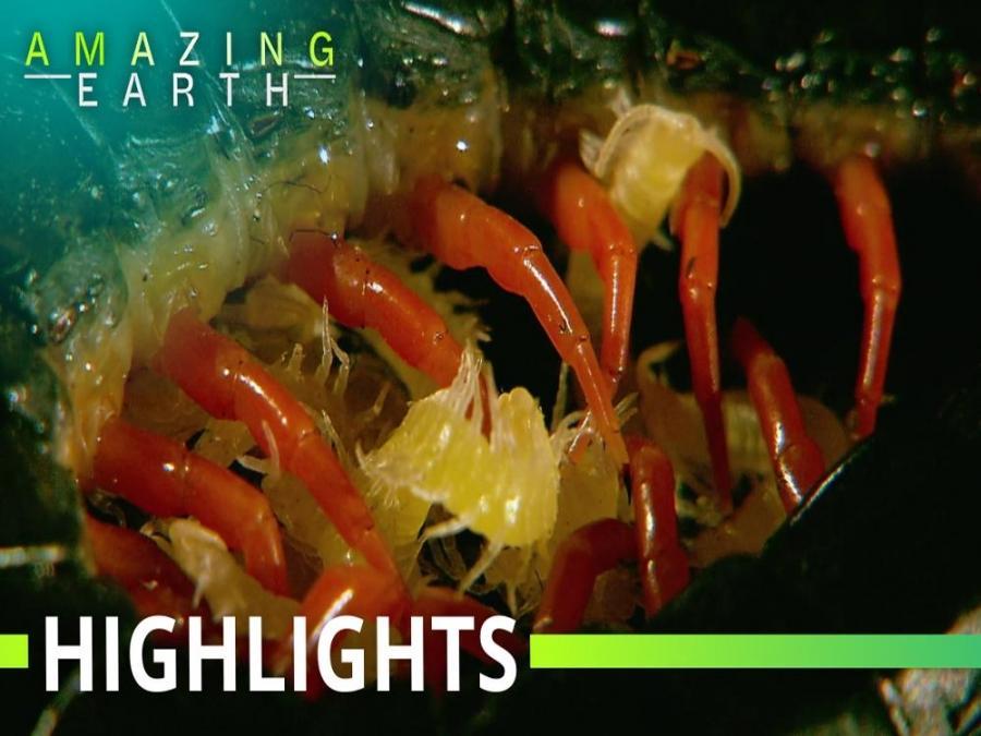 Amazing Earth Centipede A Silent Killer In The Jungle Gma