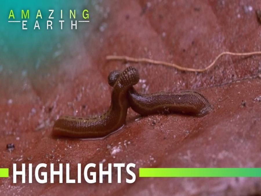 Amazing Earth: Leeches' vibrations of love in the rainforest! | GMA Entertainment