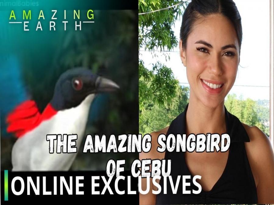 Amazing Earth: The amazing songbird of Cebu, the Cebu Flowerpecker ...