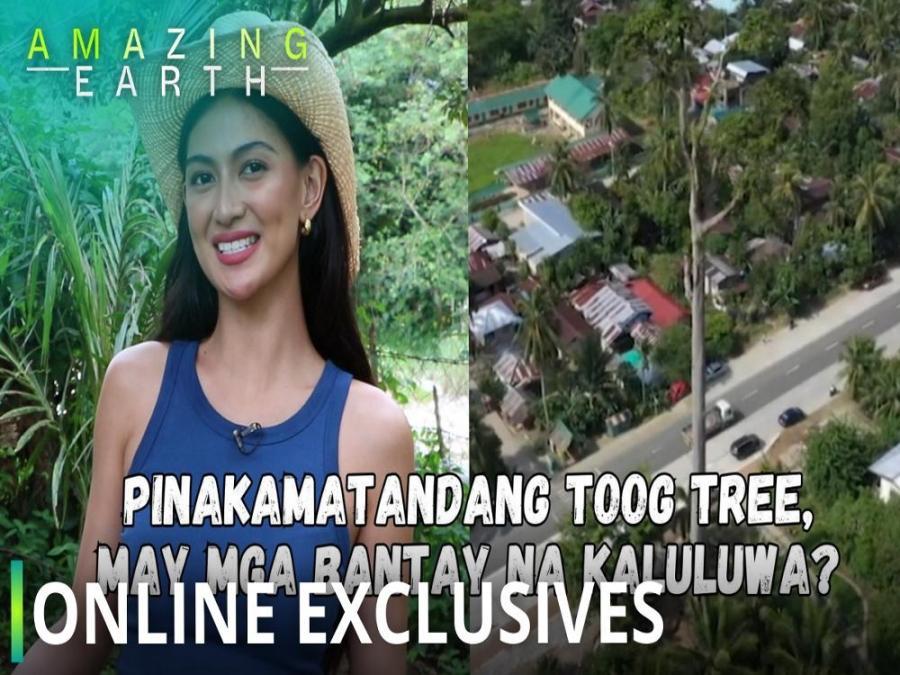 Amazing Earth: The mystery behind the 300-yrs old Philippine Rosewood ...