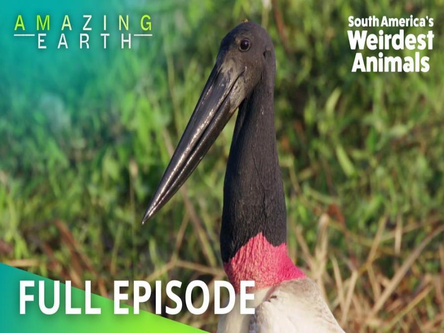Amazing Earth: Explore the remarkable and diverse wildlife of South ...