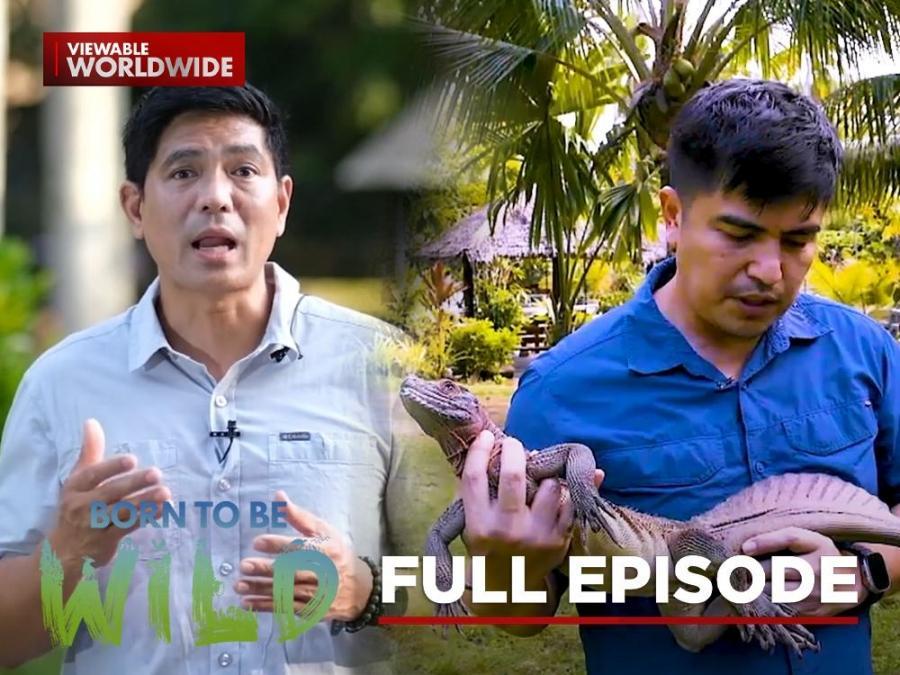 Rescuing Stray Wild Animals (Full Episode) | Born to be Wild | GMA ...