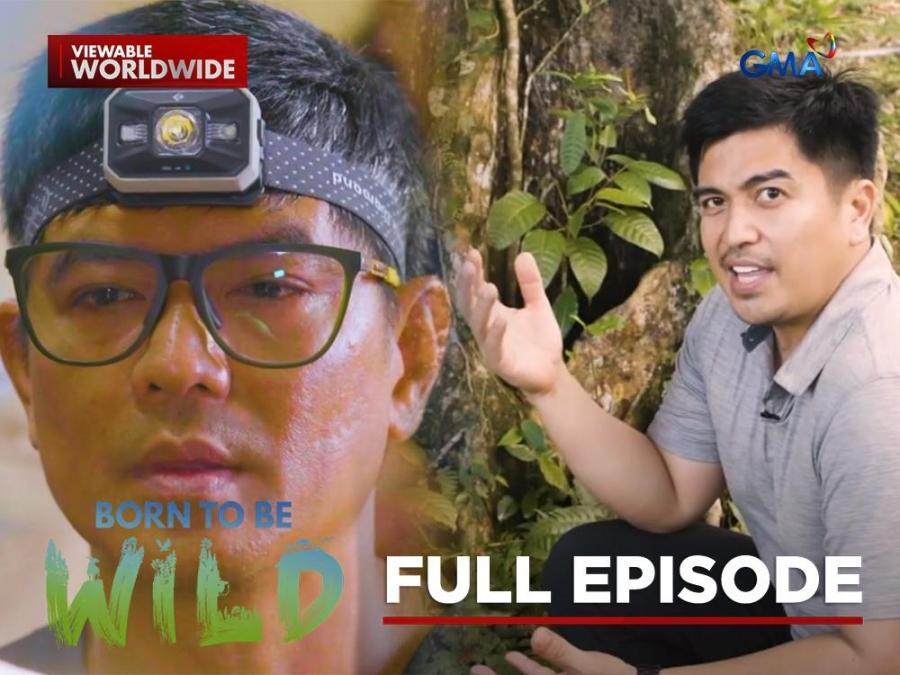 The world of insects & a Philippine Eagle that lost its vision | Born to be Wild | GMA ...