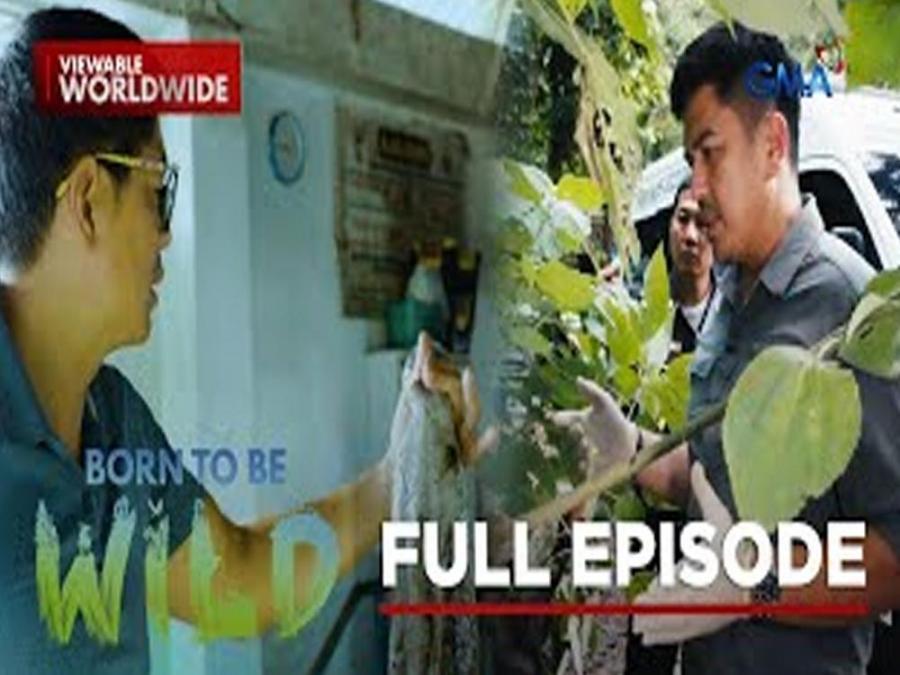 The Vulnerable Species in the Philippines (Full Episode) | Born to be ...