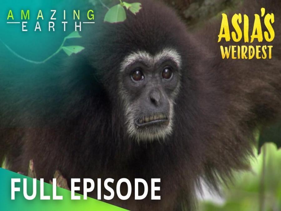 Amazing Earth: Asia's unbelievable mutant uprising! | GMA Entertainment