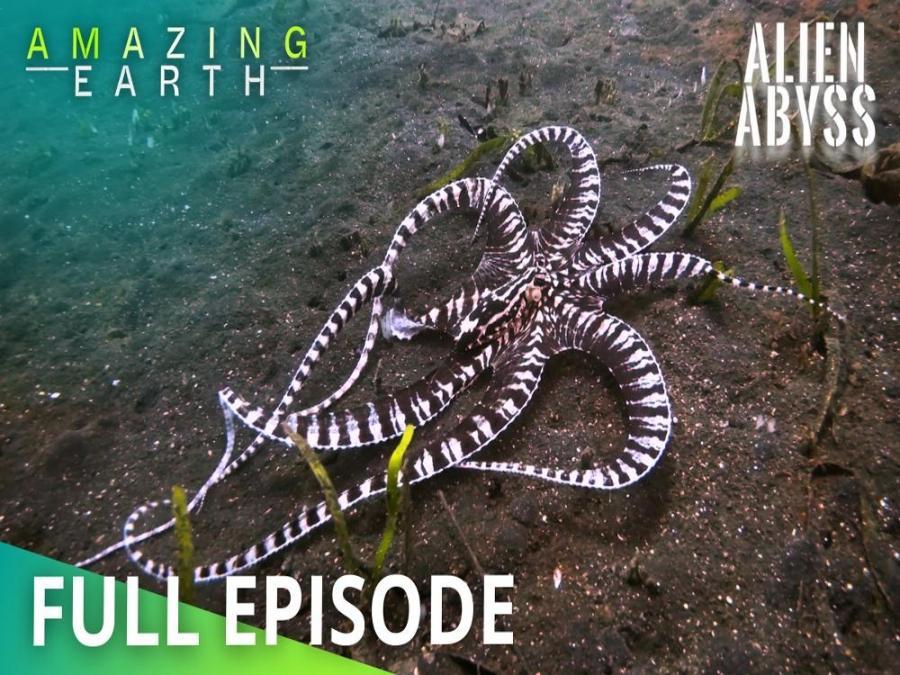 Amazing Earth: Deep sea creatures and their wildly amazing survival ...