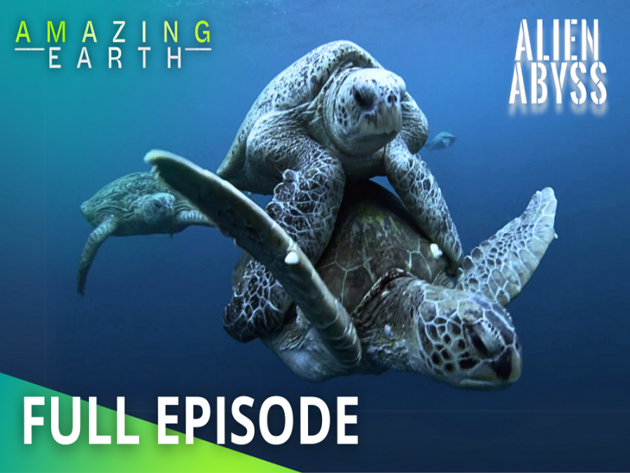 Amazing Earth: The strangest mating habits of sea creatures! | GMA ...