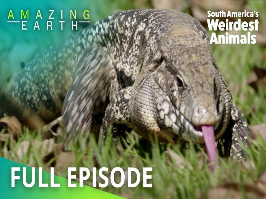 Amazing Earth: A journey through South America's predator battlegrounds ...