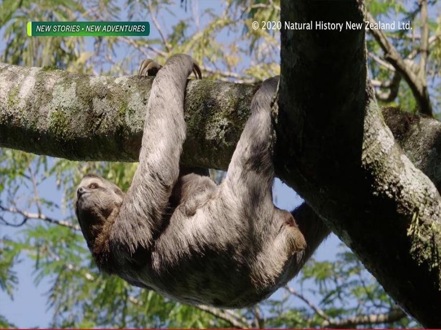 Amazing Earth: Amazing na mga hayop mula sa 'South America's Weirdest ...