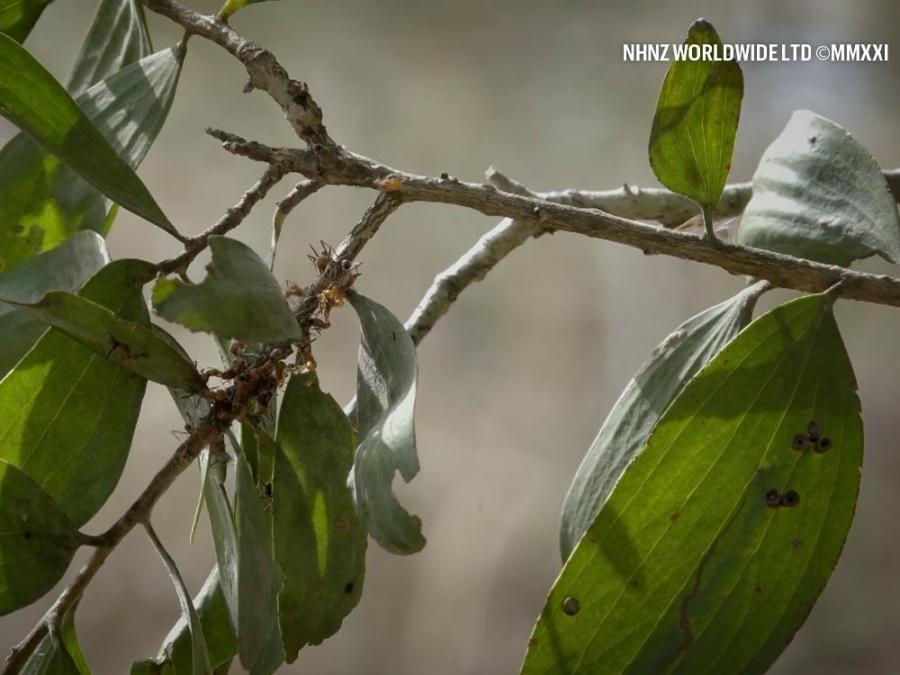 Amazing Earth: Makapanindig-balahibo | GMA Entertainment