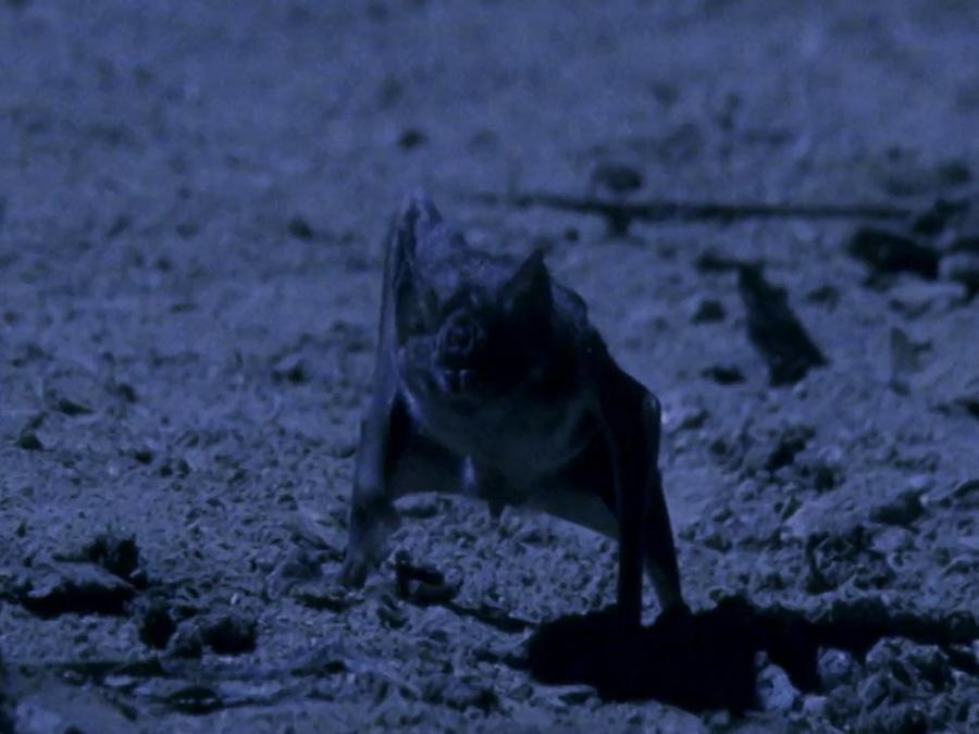 Amazing Earth: Uhaw na bampira, tinarget ang dugo ng usa! | GMA ...