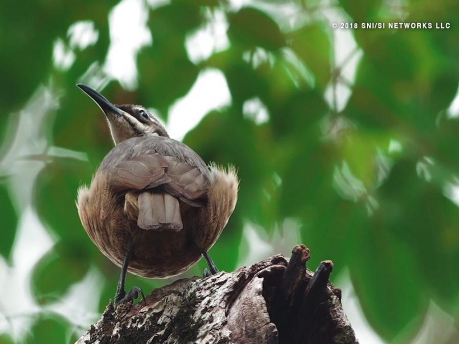 Amazing Earth: Ligawan sa kagubatan | GMA Entertainment