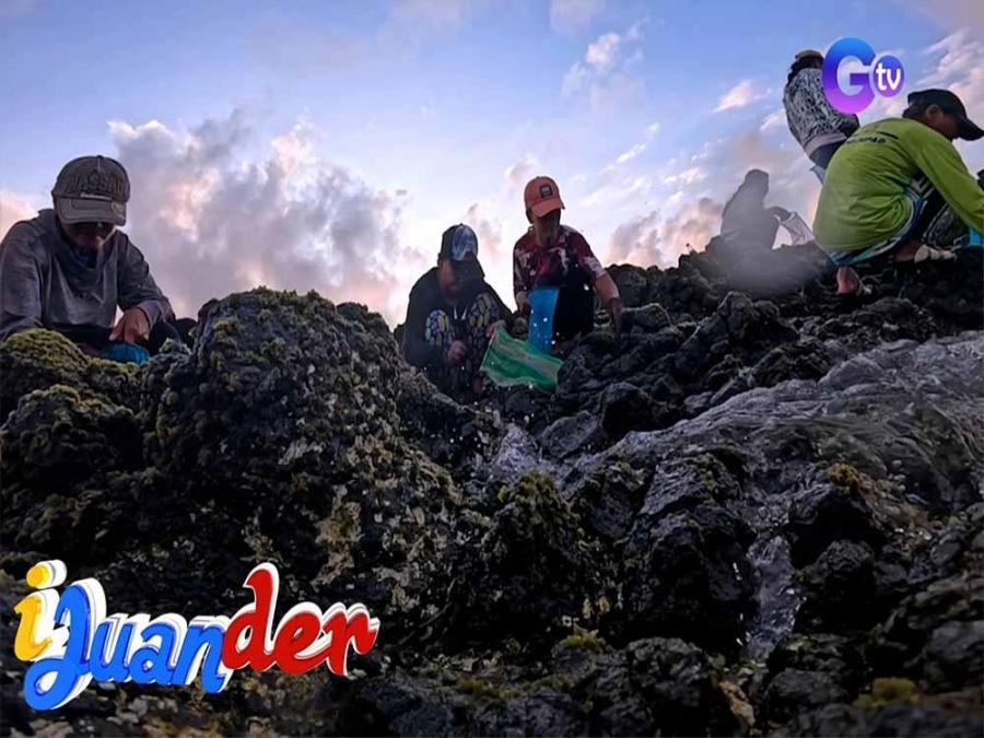 Red seaweed o gamet, itinuturing na 'black gold' sa Ilocos Norte | I ...