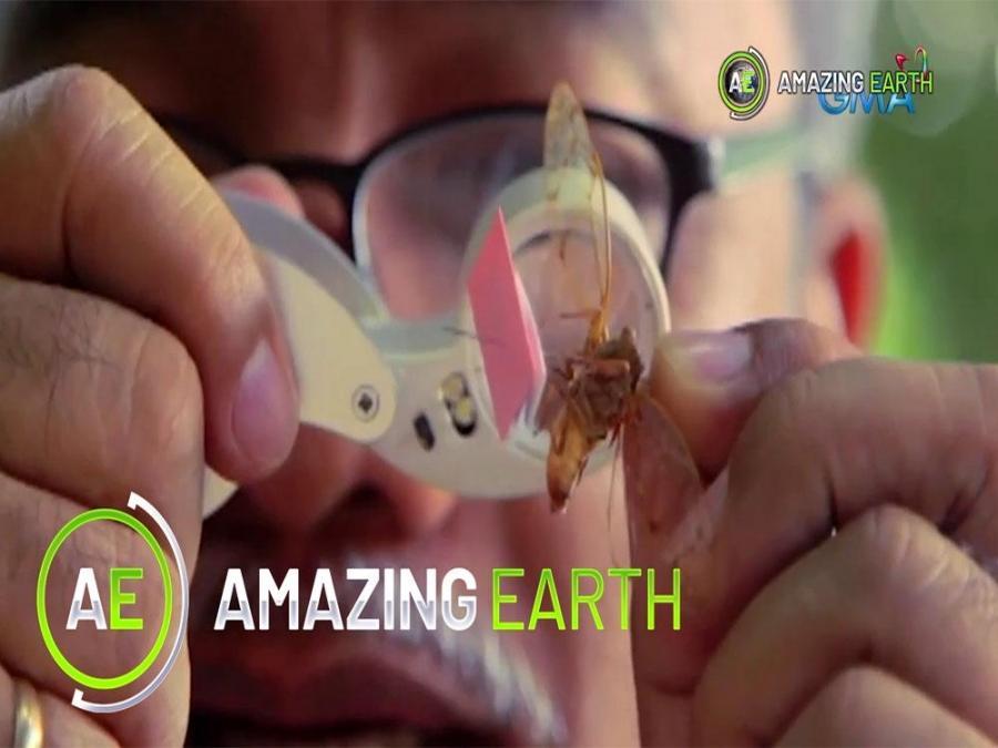Amazing Earth: Discover the exotic insects in the Philippines! (Online ...