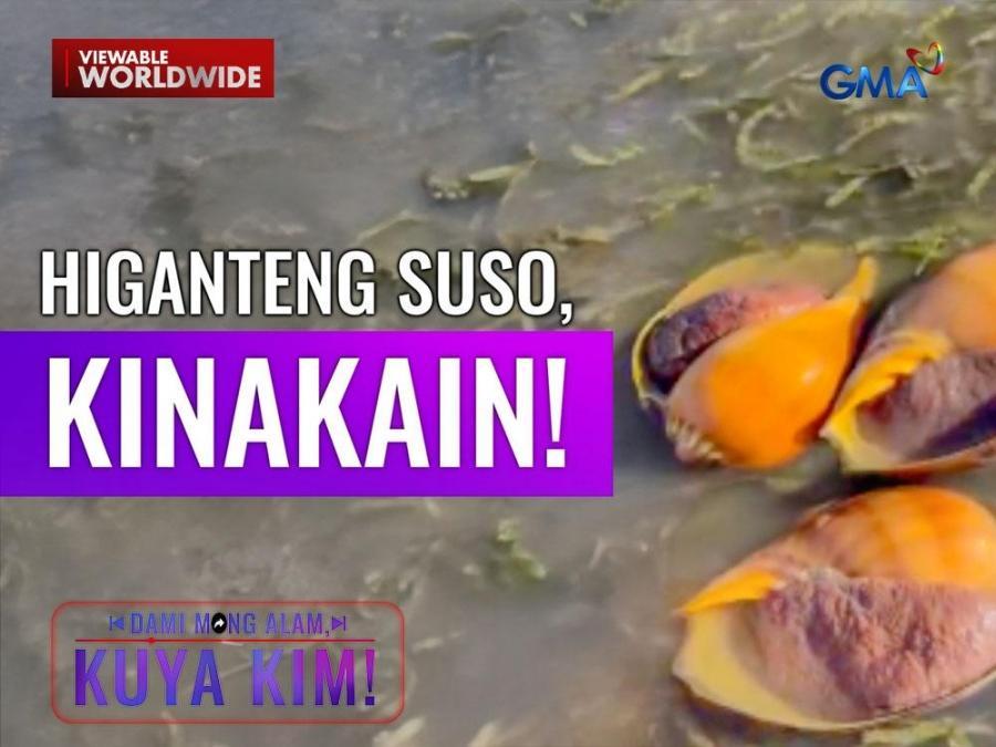 Dambuhalang suso o binga, ligtas bang kainin? | Dami Mong Alam, Kuya ...