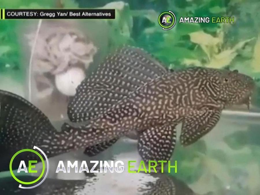 Amazing Earth: Could invasive fish harm the Philippines' aquatic life ...