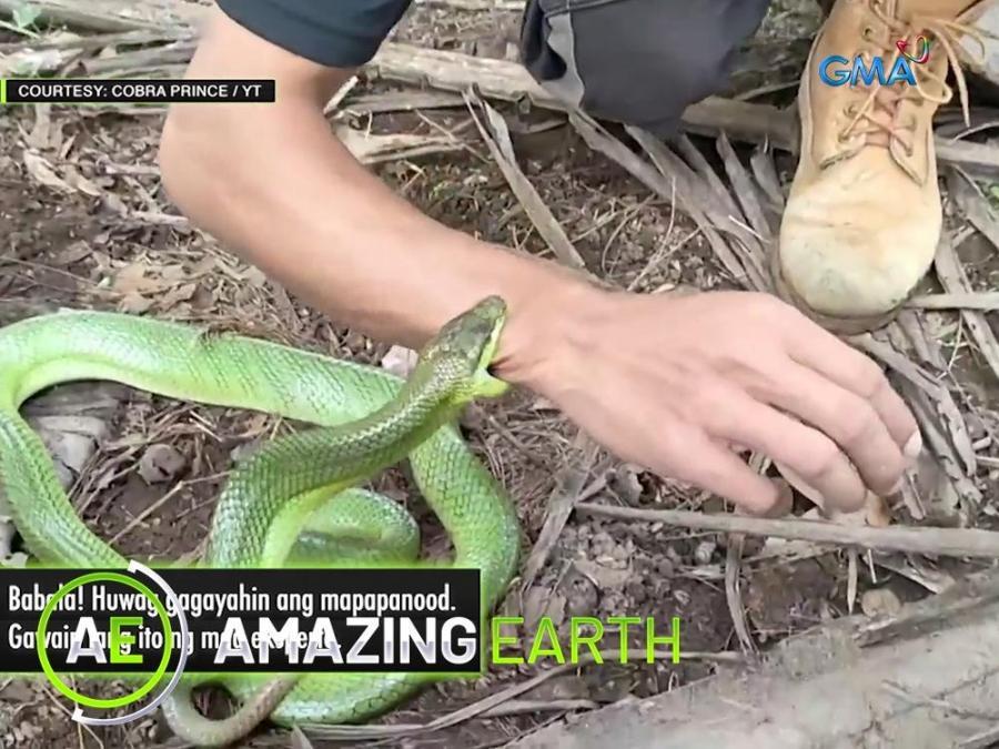 Amazing Earth: Snake hunting as a hobby?! | GMA Entertainment