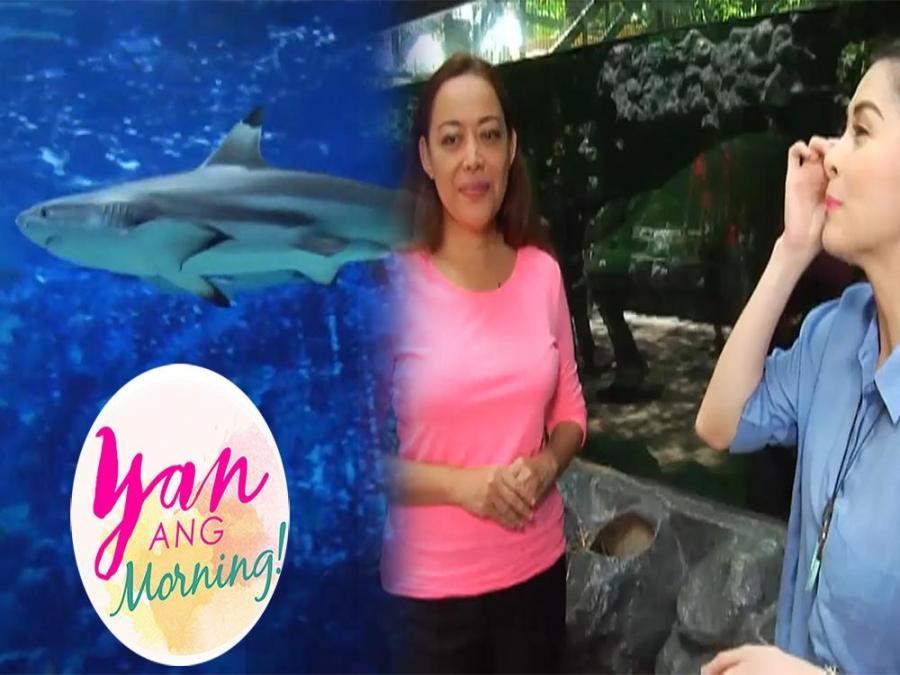 Ano ang STAR ATTRACTION ng Manila Ocean Park? (Yan ang Morning!) | GMA ...