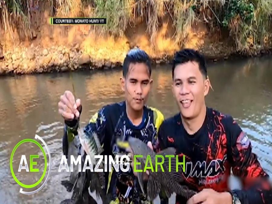 Amazing Earth: How about making janitor fish the star of our meal today? | GMA Entertainment ...