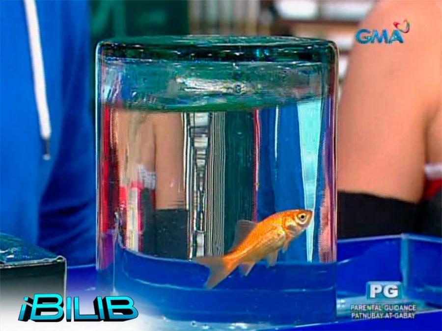 iBilib: Suspended fish tank | GMA Entertainment
