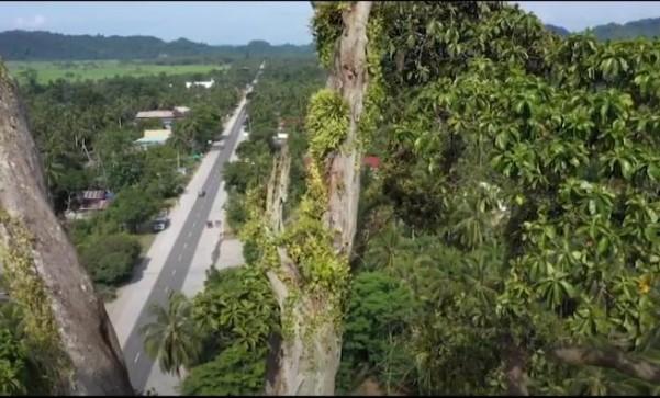 WATCH: Ang kuwento ng pinakamatandang rosewood tree ng bansa | GMA ...
